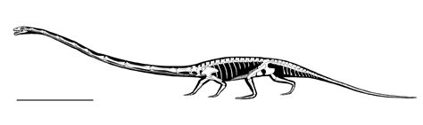 Nothosaurus Skeleton
