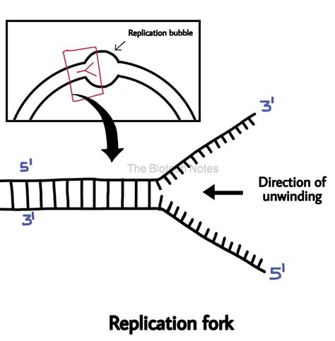 Dna Replication Prokaryotes The Biotech Notes