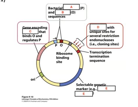 Lecture 1011 Bacterial Expression System Flashcards Quizlet