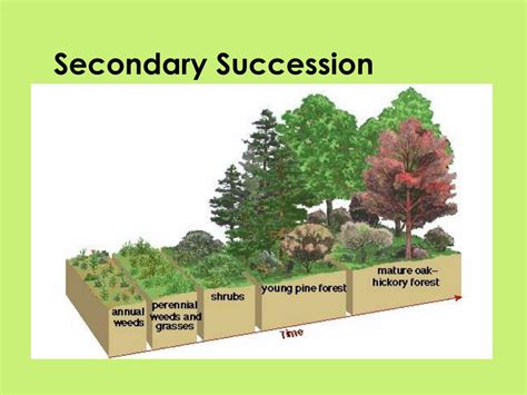 Facts About Ecological Succession