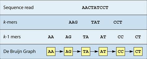 Simplified K Mer Construction During De Bruijn Graph Assembly Download Scientific Diagram