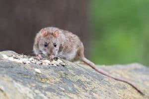Do Rats Live In Trees And How To Stop Them Getting On Your Roof