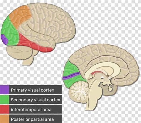 Visual Cortex Cerebral Cortex Primary Motor Cortex Parietal Lobe Primary Somatosensory Cortex