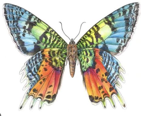 Insect Orders Flashcards Quizlet