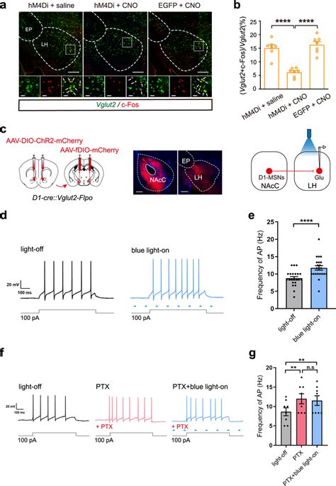 The Infulence Of Manipulation Of D1 Msns Projecting From Nacc To Lh On Download Scientific