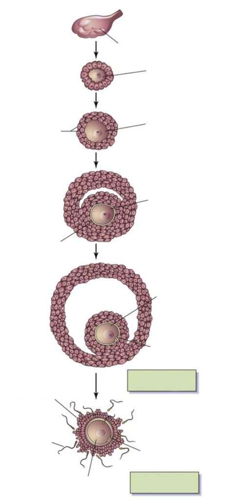 Normal Gametogenesis Oogenesis Diagram Quizlet