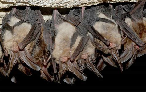 Free Picture Hibernating Virginia Big Eared Bats Cave