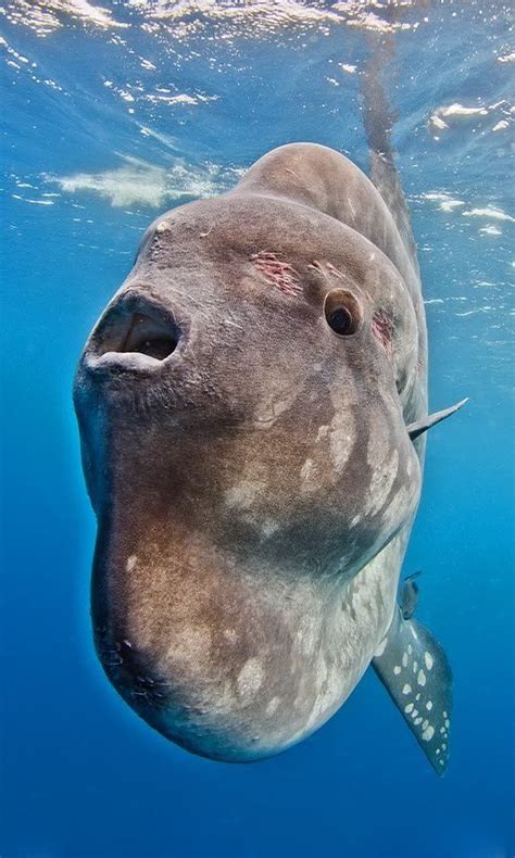 13 Facts You Didn T Know About Sunfish Artofit