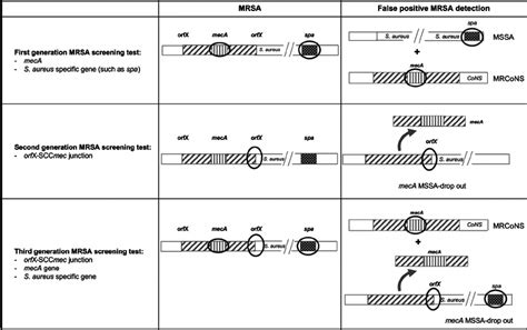 Genomic Targets Used By Different Generations Of Mrsa Screening Tests Download Scientific