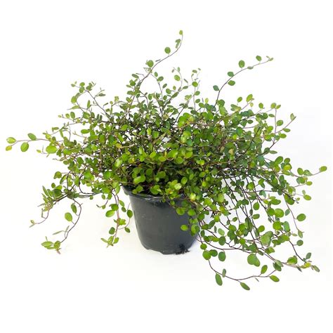 Angel Vine Plant Etsy