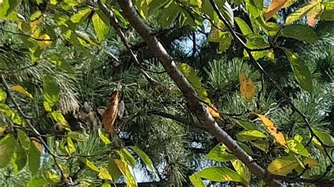 나무 위 가지에 달려 바람에 흔들리는 낙엽 마른 나뭇잎 Youtube