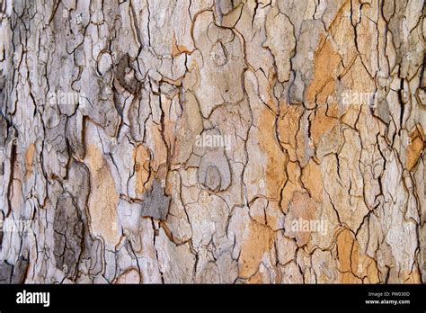 Tree Bark Texture Abstract Wallpaper Rough Surface Stock Photo Alamy