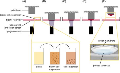 Schematic Of Bioprinting Process A Below The Print‐head A Bioink Download Scientific Diagram