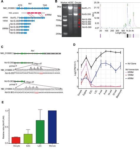 Figure From Single Cell Analysis Of Isoform Switching And Transposable Element Expression