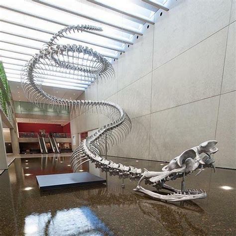 Sixpenceee — Titanoboa Cerrejonensis Lived 58 To 60 Million