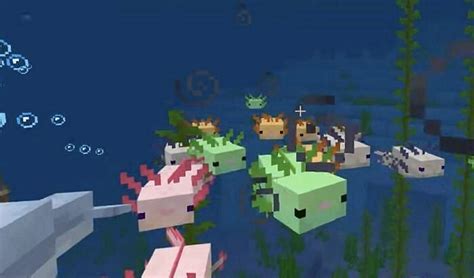 Axolotls In Minecraft Everything Players Need To Know