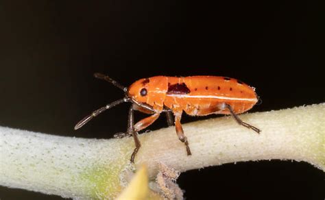 Red And Black Immature Bug Bugguide Net