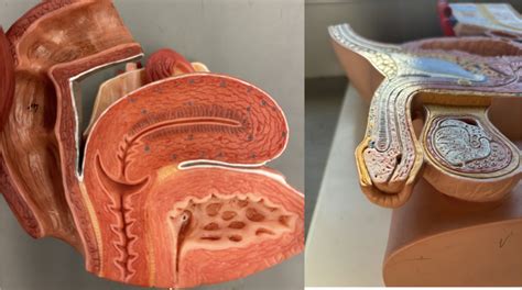 In Depth Diagram Quizlet