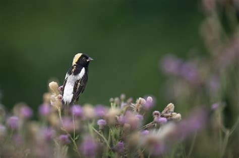 Species Spotlight The Bobolink World Birds