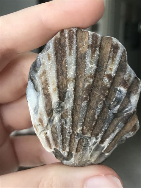 Back Of A Scallop Impression Fossil ID The Fossil Forum