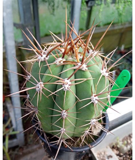 Trichocereus Terscheckii
