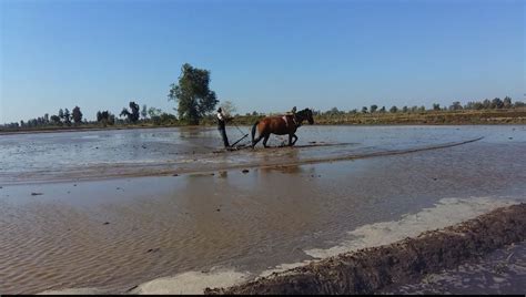 تزاوج الحيوانات