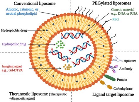 Structure Of Liposomes [25] Created With Download Scientific Diagram