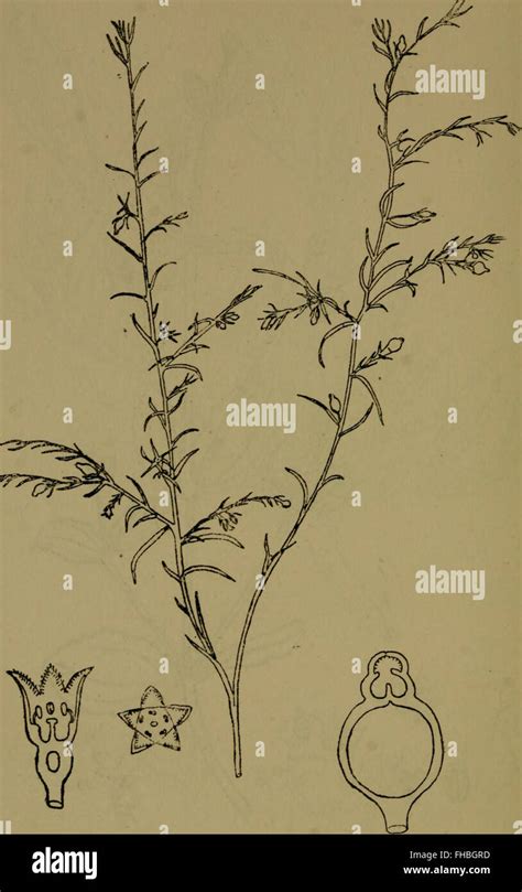 A Foundational Text In Botany Offering A Classification Of Plants Through Illustrations And