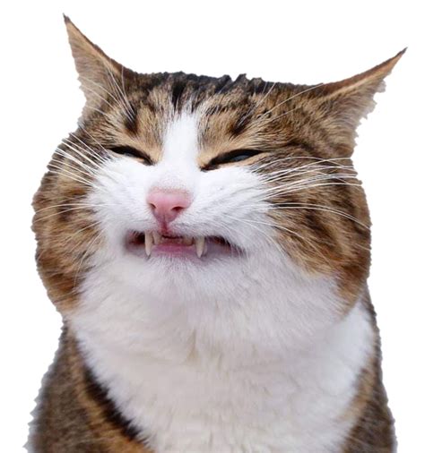 Sticker De Galactic Cat Sur Other Colere Cat Gumpy Chat Angry Grimace