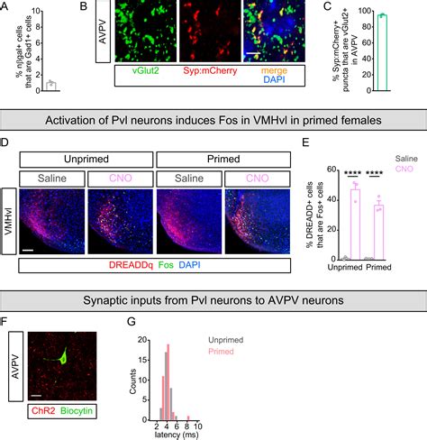 Periodic Remodeling In A Neural Circuit Governs Timing Of Female Sexual Behavior Cell