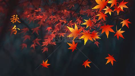 秋天枫叶情二十四节气秋分GIF动图图片 正版gif素材401621219 摄图网