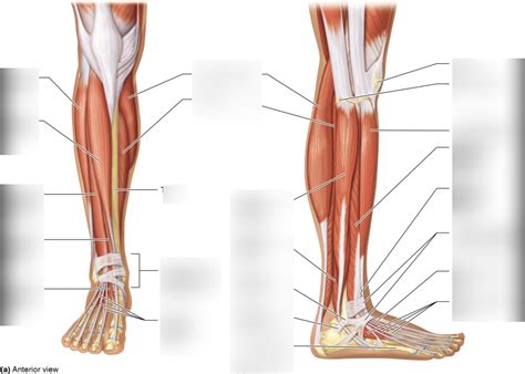 Muscles Of The Calf Gastrocnemius Muscle Origin Insertion