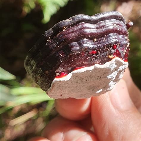 Ganoderma Sp Laccate Stemmed Naturemapr Australia