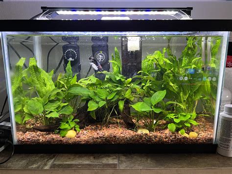 Can You Tell I Like Anubias And Java Low Tech 10g Rplantedtank