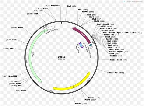 Puc19 Vector Plasmid Restriction Map Multiple Cloning Site Png