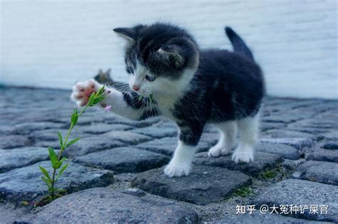 猫三联间隔多久打一次一共打几针 知乎