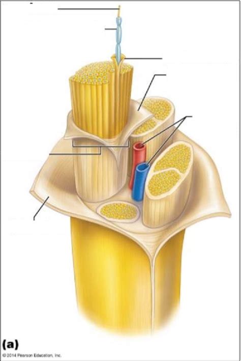 Nerve Structure Diagram Quizlet