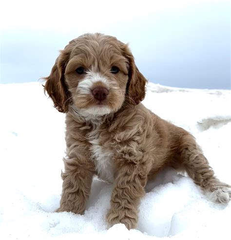 Why Cockapoo Dislike Snowstorm Understanding Their Winter Struggles