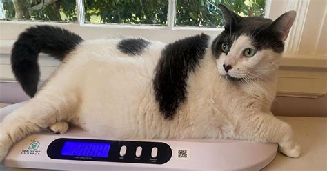 El épico Viaje De Patches El Gato Que Logró Perder 10 Kilos En Un Año