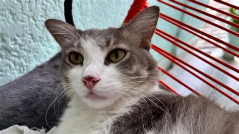 Minha Gatinha R Gatos