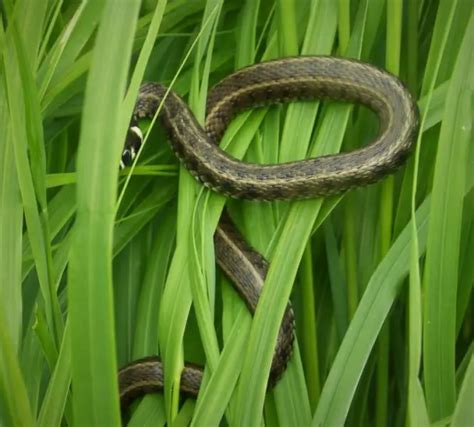 Grass Snake Facts Diet Habitat And Pictures On Animaliabio