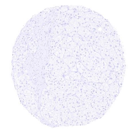 Normal Tissue Gallery Igd Ms Validated Antibodies