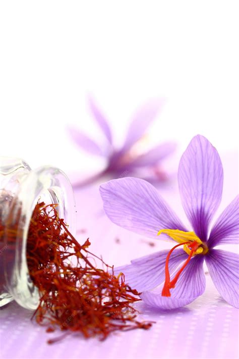 Close Up Of Saffron Flower And Dried Saffron Spice Premium Photo