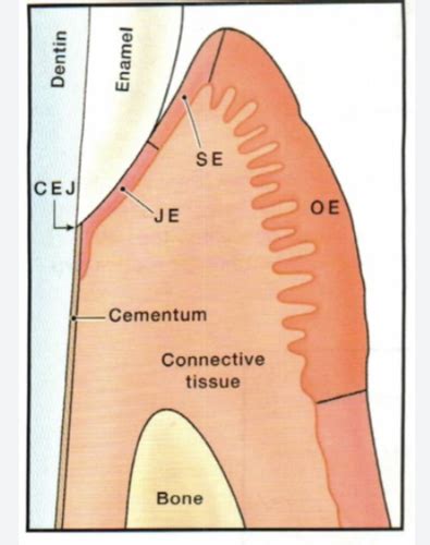Perio 1 Anatomy Of Periodontium Flashcards Quizlet