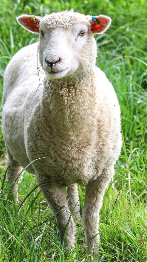 Harmless Animals पृथ्वीवरील हे निरुपद्रवी प्राणी माहित आहेत का