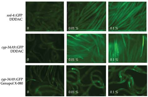 Biosensor Fluorescent Bacteria Used To Detect Air Pollution Super