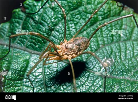 Harvestman View Of A Harvestman Order Opiliones On A Leaf
