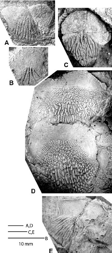 A And B Mandageriine Tristichopterid Scales From The Aztec
