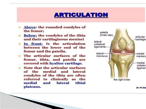 Anatomy Of The Kkneepptx
