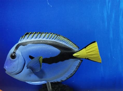 Ring Tail Tang